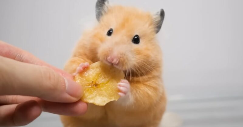 Can Hamsters Eat Bananas? - Evaluating the Suitability of Bananas in ...