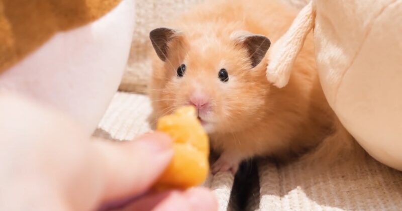 Can Hamsters Eat Cheese? A Guide to Feeding Your Furry Friend - Kendall ...