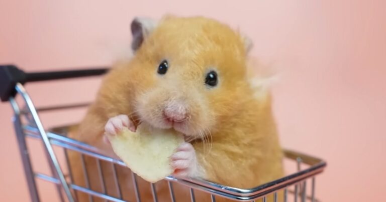 Can Hamsters Eat Apples?- Dietary Considerations for Your Pet's Health ...