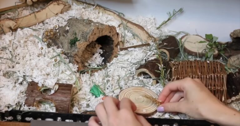 Super Easy DIY Hamster Toys - Crafting Fun for Your Furry Friend ...