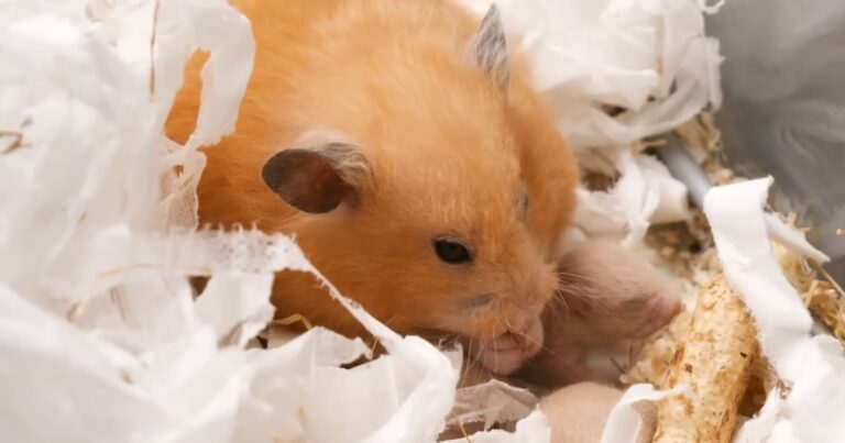 Can Hamsters Live Together? Tips for Harmonious Coexistence Among Small ...