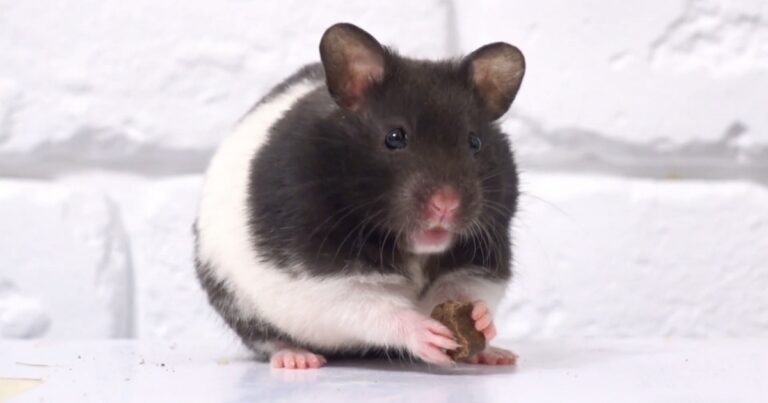 Panda Bear Hamsters - Everything You Need to Know About These Furry Friends - Kendall Animal Clinic