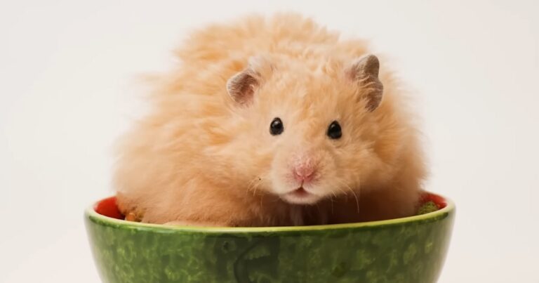 Teddy Bear Hamsters - Everything You Need to Know About These Adorable ...