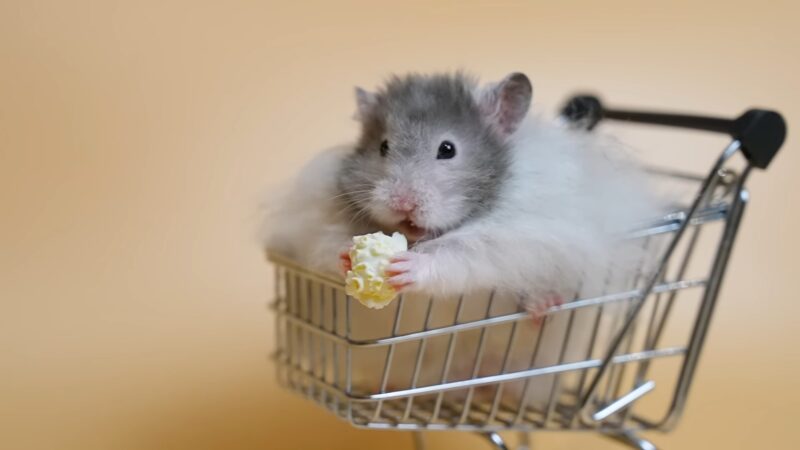 Can Hamsters Eat Popcorn? - Kendall Animal Clinic