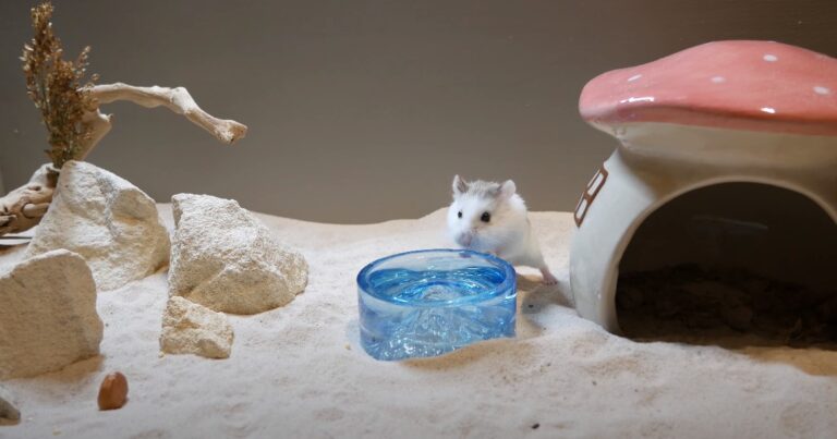 Can Hamsters Drink Milk? - Risks and Benefits - Kendall Animal Clinic