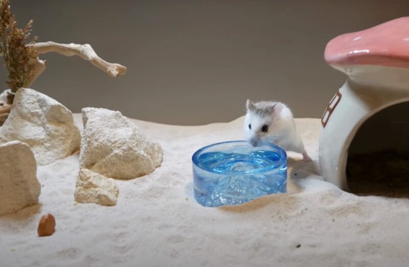 All About Roborovski Dwarf Hamsters - A Complete Guide! - Kendall ...