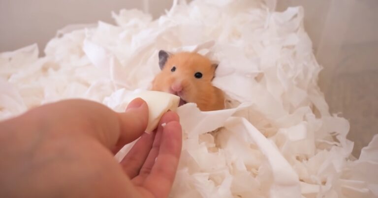 What To Do If You Drop Your Hamster Accidentally? - Handling Pet ...