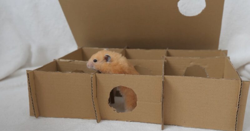 Super Easy DIY Hamster Toys - Crafting Fun for Your Furry Friend ...