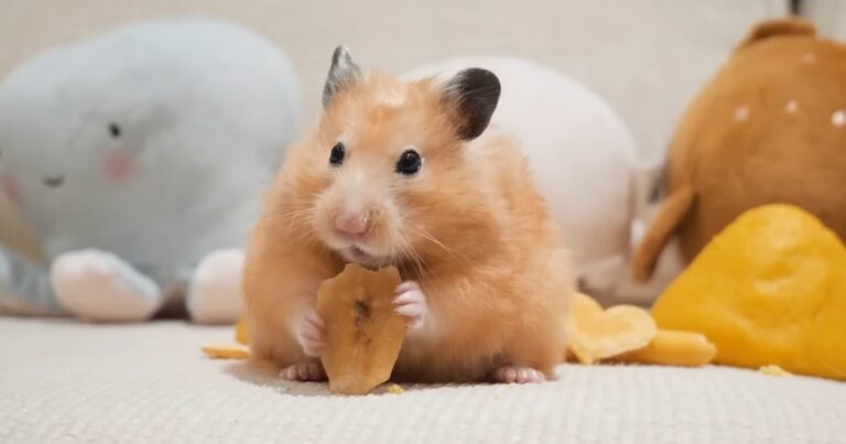 Teddy Bear Hamsters - Everything You Need to Know About These Adorable ...