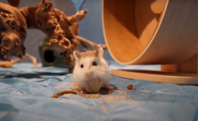 All About Roborovski Dwarf Hamsters - A Complete Guide! - Kendall ...