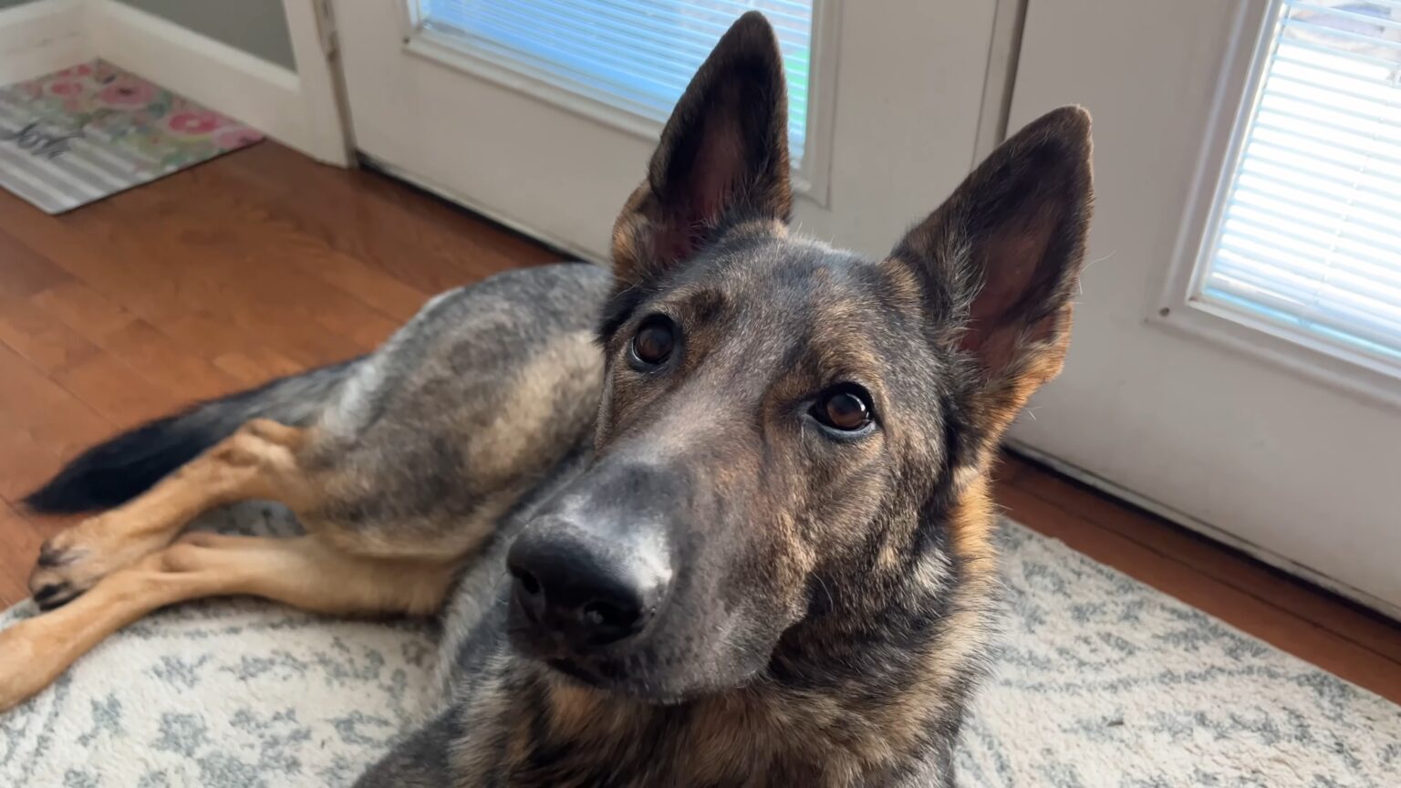 Why Is My Dog’s Lip Turning Pink? - Pigmentation Explained - Kendall ...