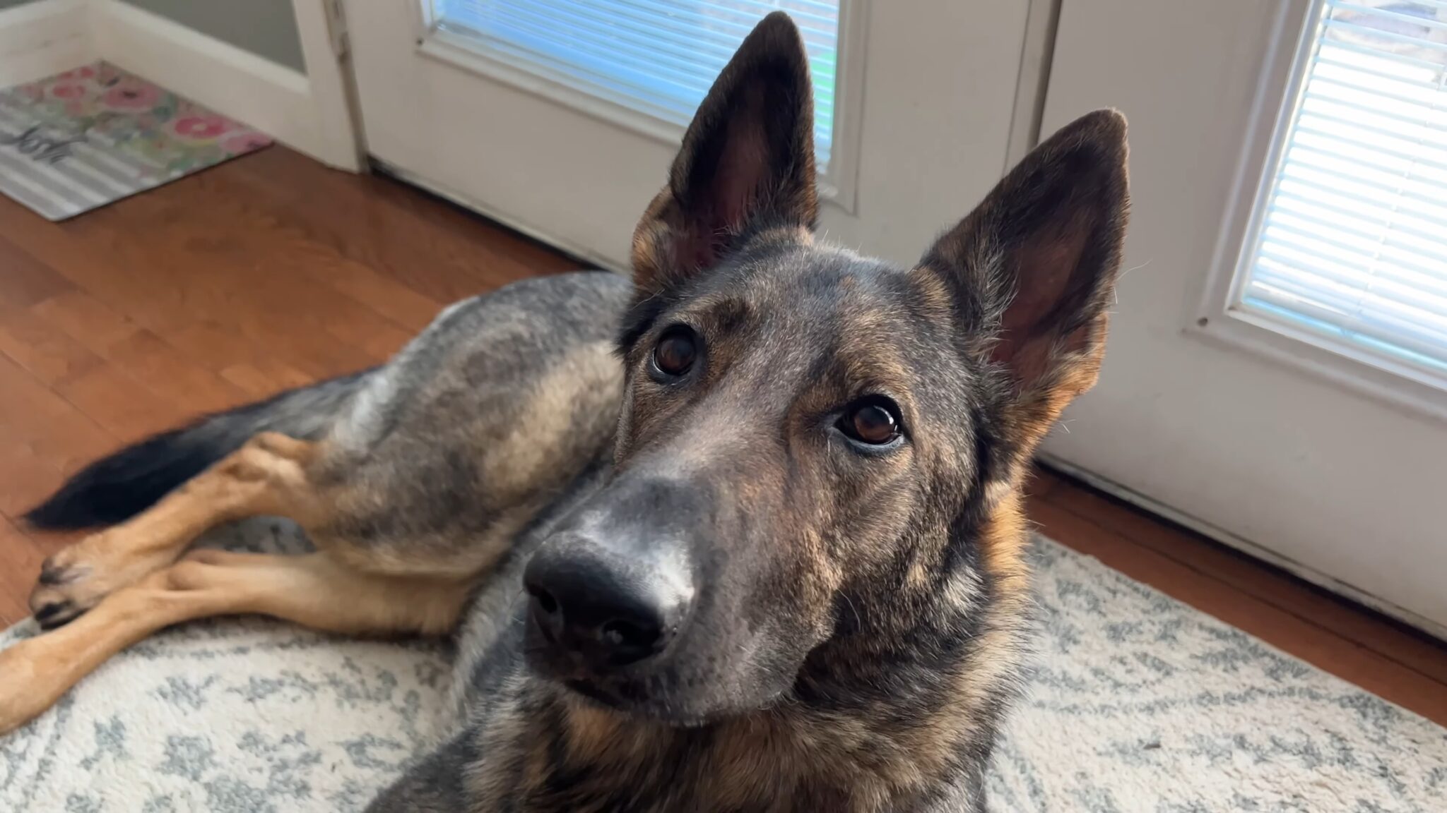 Why Is My Dog’s Lip Turning Pink? - Pigmentation Explained - Kendall ...