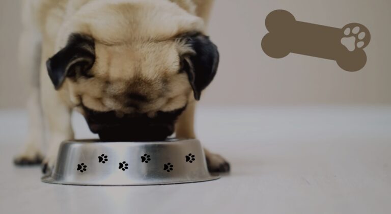 Dog Pooping Clear Liquid - Why and What to Do