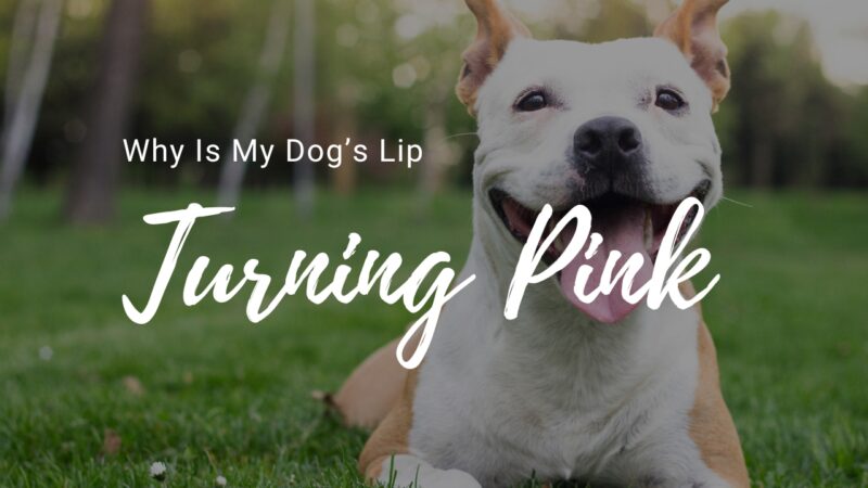 Why Is My Dog’s Lip Turning Pink? - Pigmentation Explained - Kendall ...