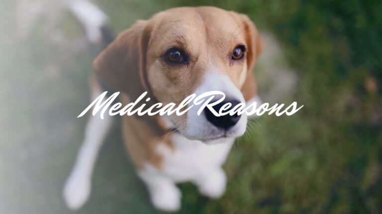 Why Is My Dog’s Lip Turning Pink? - Pigmentation Explained - Kendall ...