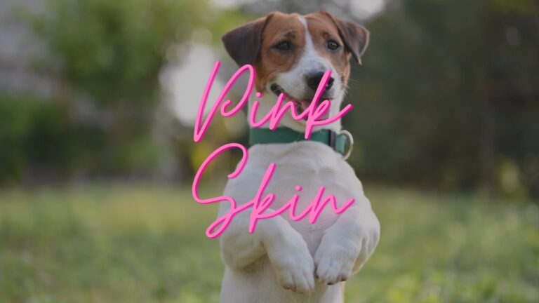 Why Is My Dog's Skin Pink? A Comprehensive Guide - Kendall Animal Clinic