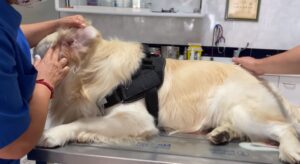 Preventing and Treating Blackheads in Dogs - Ultimate Guide