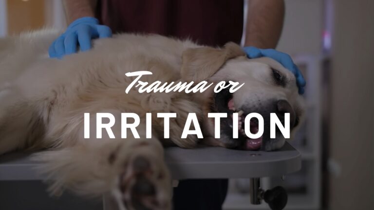 Why Is My Dog's Skin Pink? A Comprehensive Guide - Kendall Animal Clinic