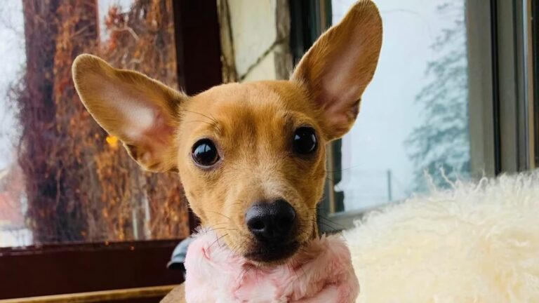 What Kind of Dog Is a Chiweenie? - The Fluffy Weenie - Kendall Animal ...