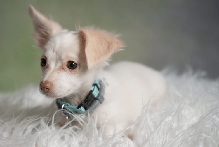 What Kind of Dog Is a Chiweenie? - The Fluffy Weenie - Kendall Animal ...