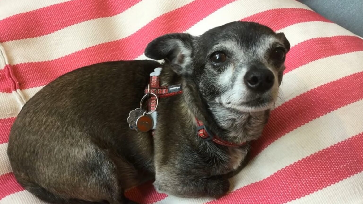 What Kind of Dog Is a Chiweenie? - The Fluffy Weenie - Kendall Animal ...