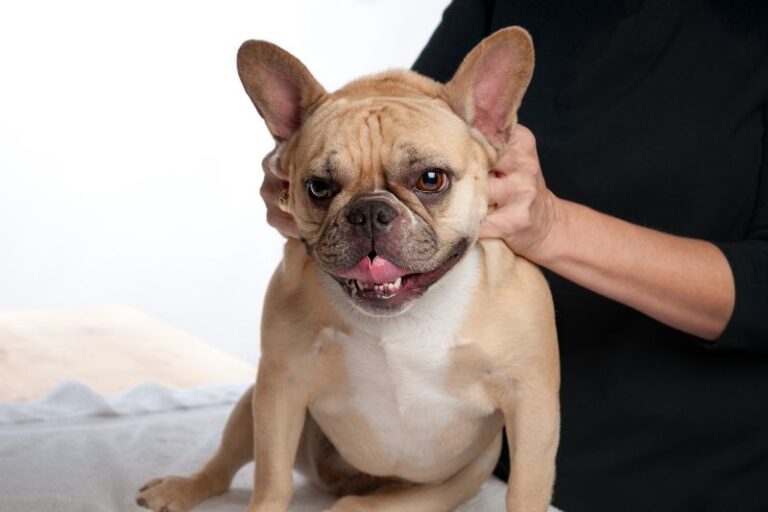 Luxating Patella Dog Massage - An Expert Guide 2023 - Kendall Animal Clinic