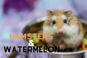 Can Hamsters Eat Watermelon? A Sweet Combination or a Risky Treat?