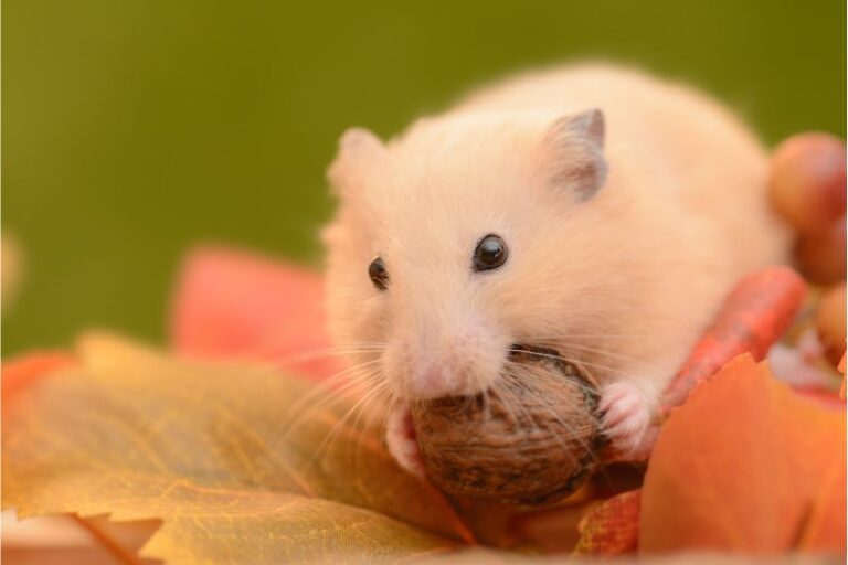 Can Hamsters Eat Watermelon? A Sweet Combination or a Risky Treat?