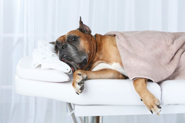 Luxating Patella Dog Massage - An Expert Guide 2023 - Kendall Animal Clinic