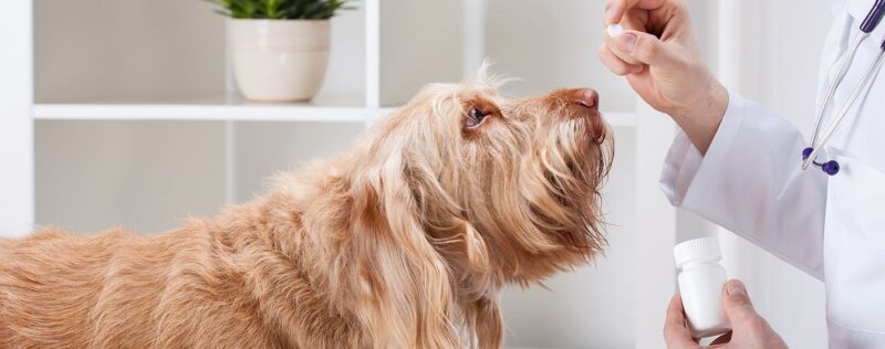 How to Calculate a Safe Acepromazine Dosage for Dogs?