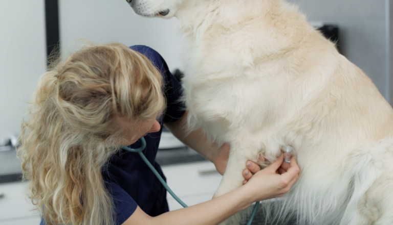 How to Calculate a Safe Acepromazine Dosage for Dogs?