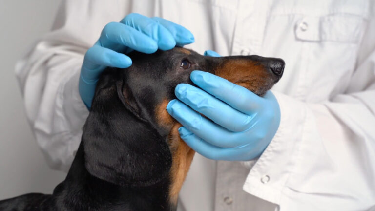 Can My Dog Take Phenergan? - Safe Uses for Pets