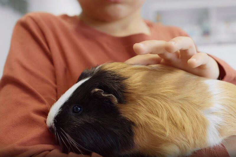 The Impact of Pets on Children's Development - Everything you Need to ...