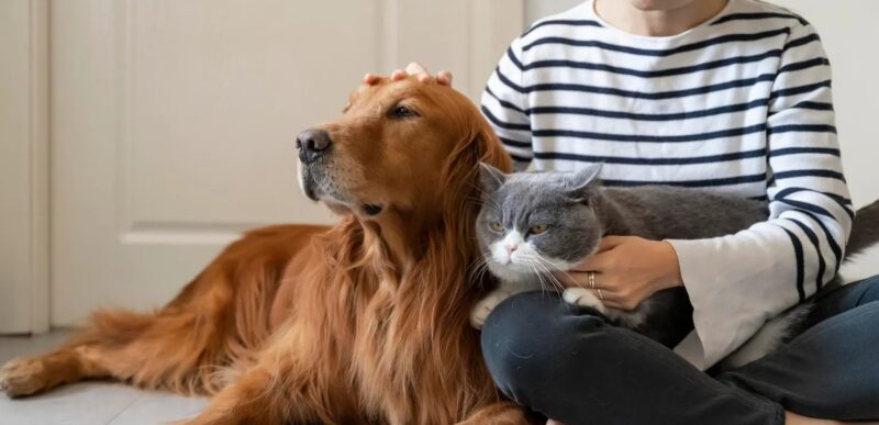 Creating a Safe, Non-Toxic Home for Pets