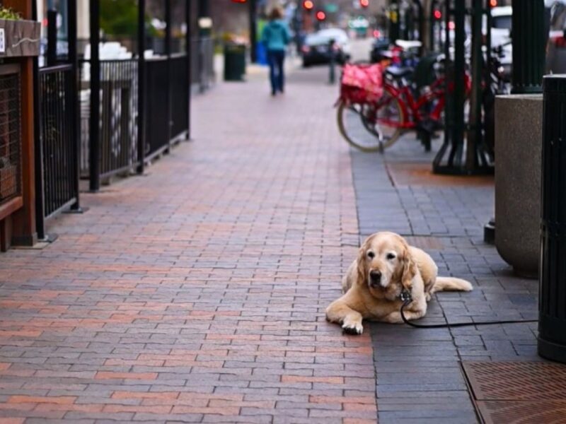 Raising Happy Pets in Urban Environments: Key Tips - Kendall Animal Clinic