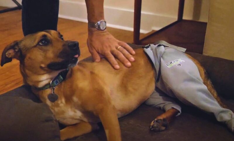 Post CCL Surgery in Dogs: The First 8 Weeks