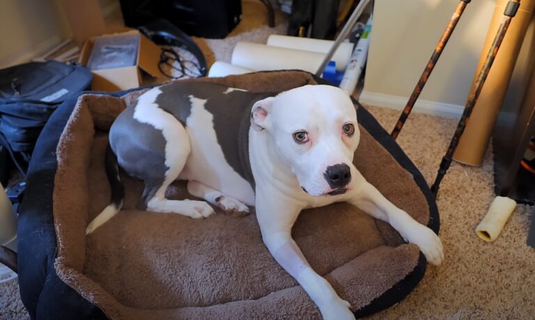 Post CCL Surgery in Dogs: The First 8 Weeks