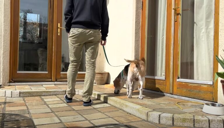 Post CCL Surgery in Dogs: The First 8 Weeks