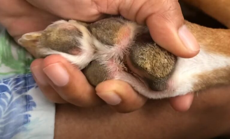 6 Clinical Signs of Hyperkeratosis in Dogs - Watch Out For These Symptoms!