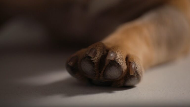 6 Clinical Signs of Hyperkeratosis in Dogs - Watch Out For These Symptoms!