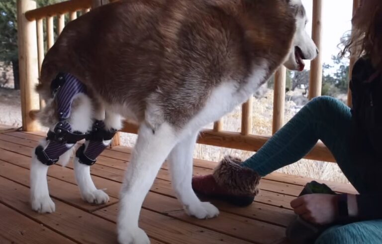 Post CCL Surgery in Dogs: The First 8 Weeks