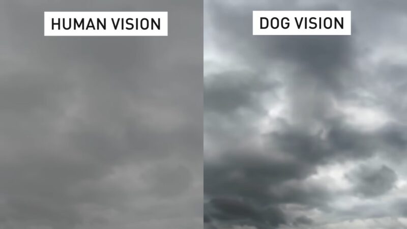 Are Dogs Really Colorblind? What Colors Can They Actually See ...