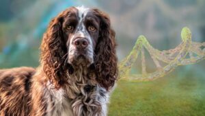 Springer Rage Syndrome in Dogs - 9 Signs of an Impending Attack ...