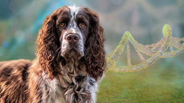 Springer Rage Syndrome in Dogs - 9 Signs of an Impending Attack ...