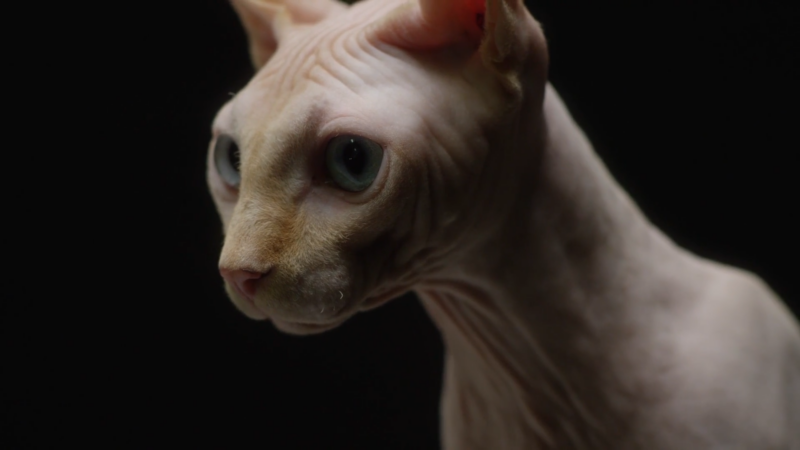 Bingus the Hairless Cat - What Makes This Sphynx So Special? - Kendall ...