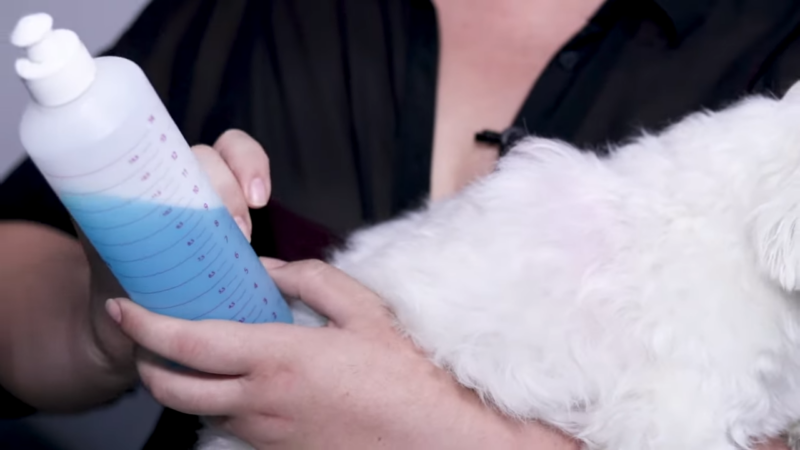How to Bathe Your Beloved Furry Friend - Kendall Animal Clinic